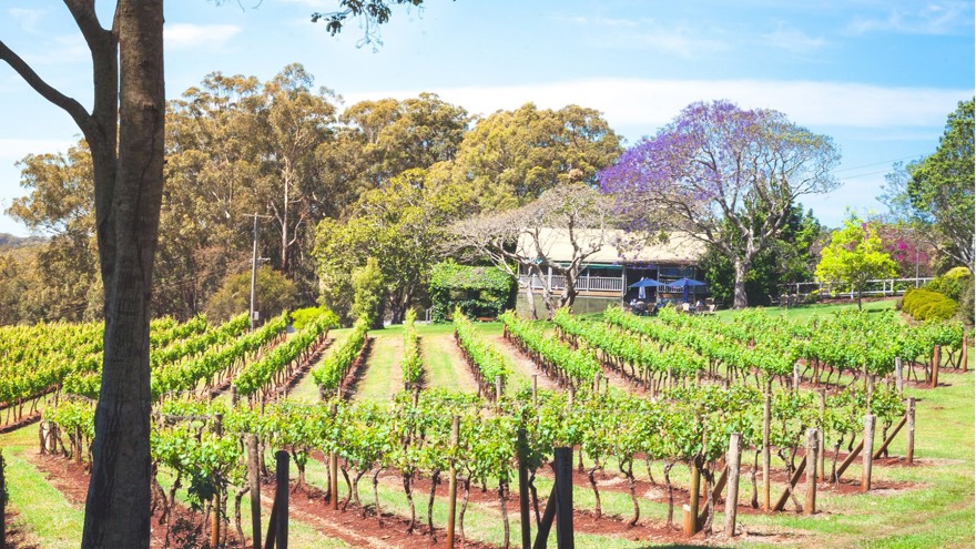 Little Fish Cafe Restaurant Vineyard | Best Restaurants of Australia