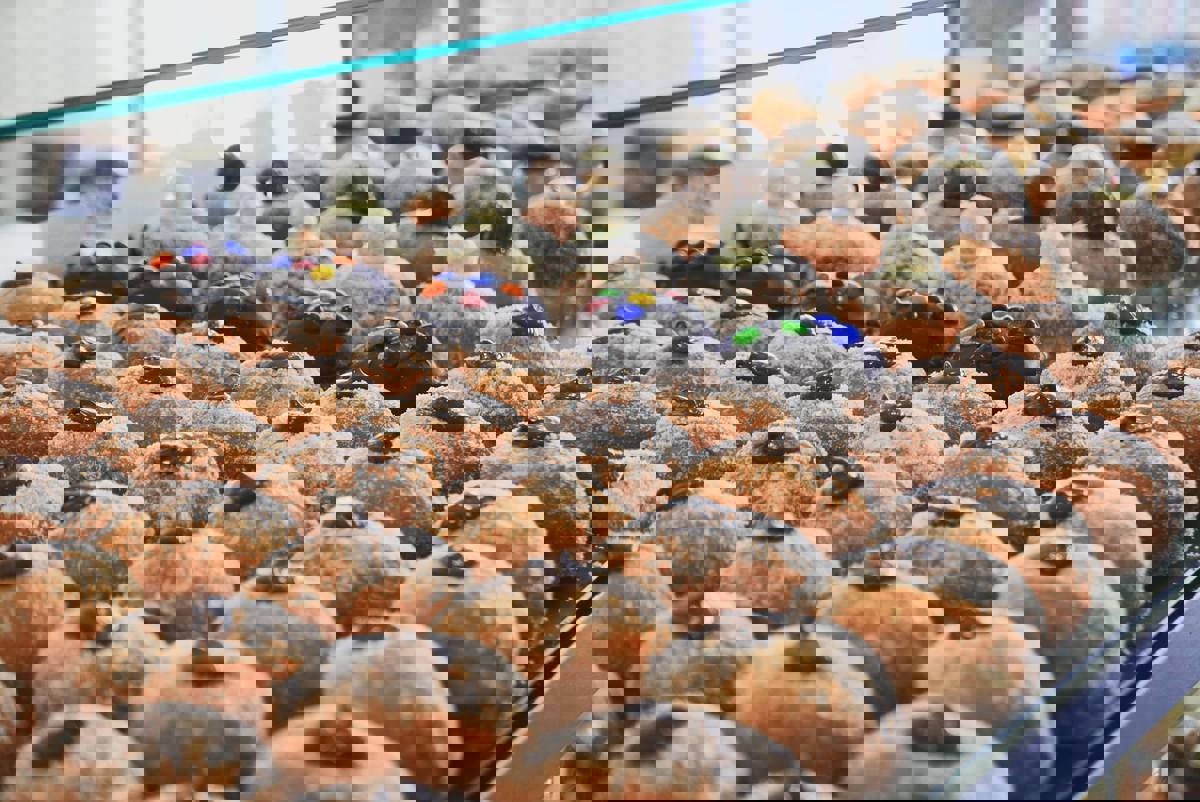 Tella Balls Dulwich Hill | Best Restaurants of Australia