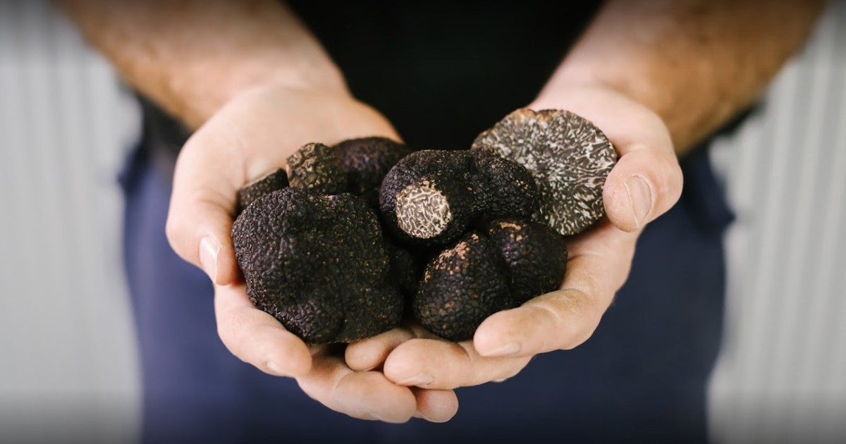 Truffle Month at Ventuno | Best Restaurants Australia
